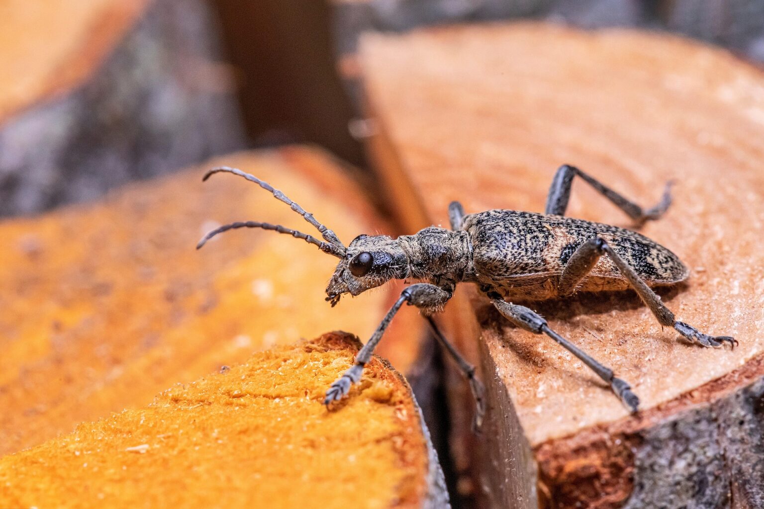 Black-spotted longhorn beetle (Rhagium mordax) - Macrostock