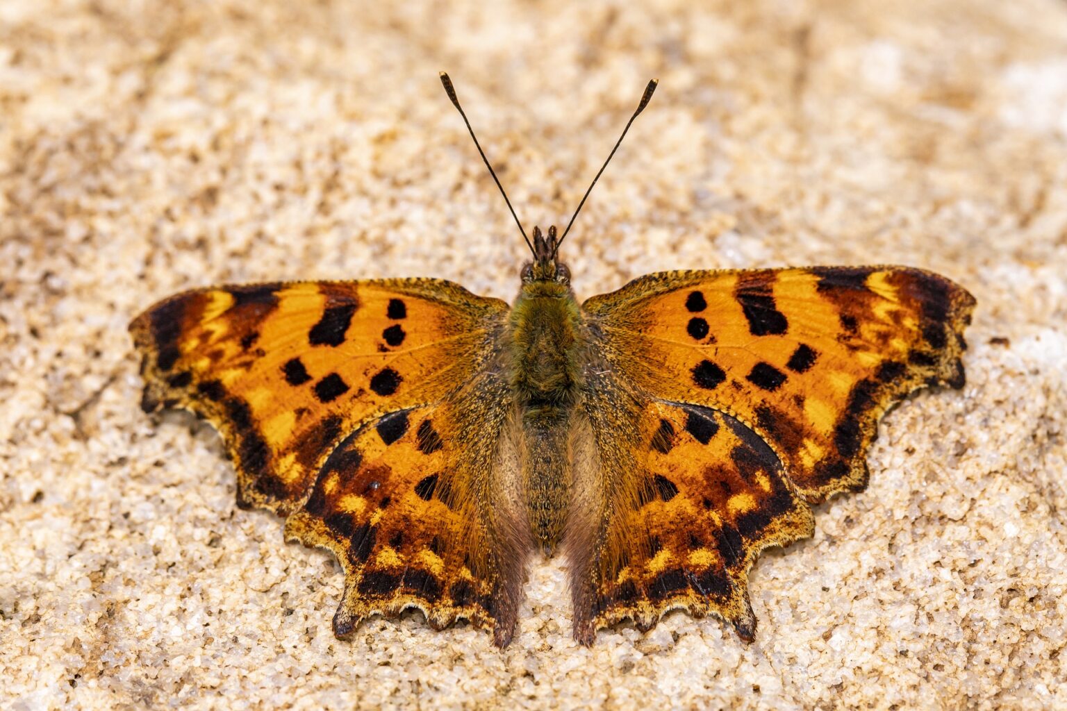 Comma butterfly (Polygonia c-album) - Macrostock