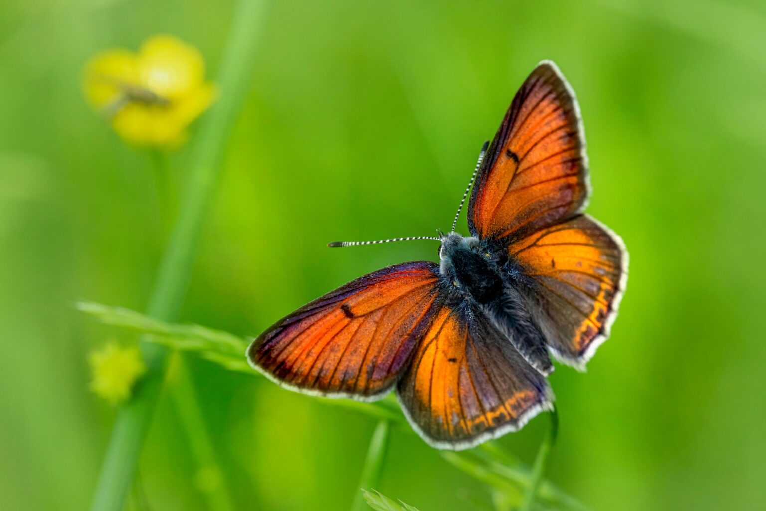 Purple-edged copper (Lycaena hippothoe) - Macrostock