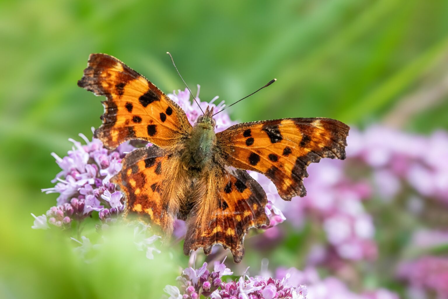 Comma butterfly (Polygonia c-album) - Macrostock