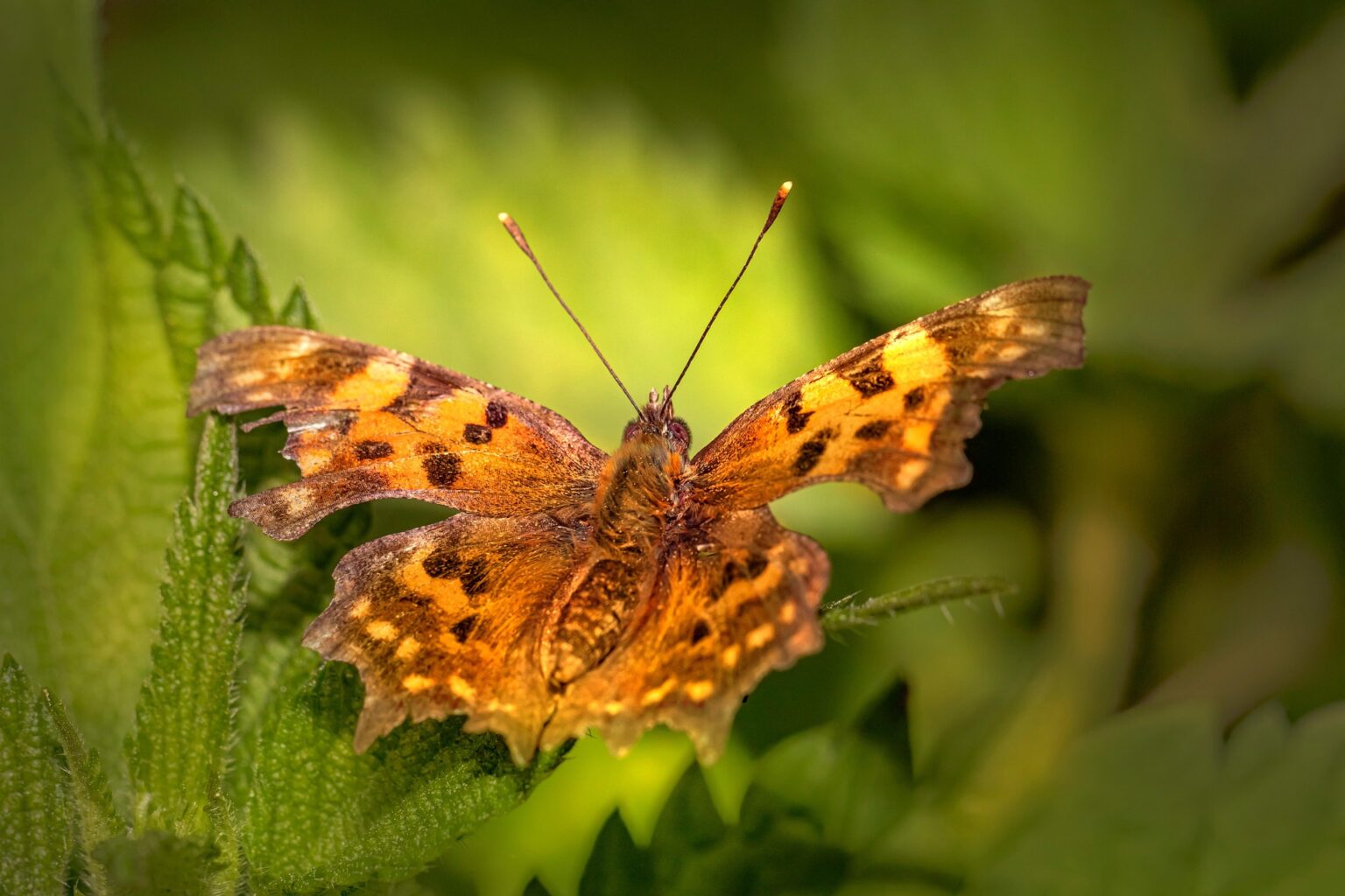 Comma butterfly (Polygonia c-album) - Macrostock