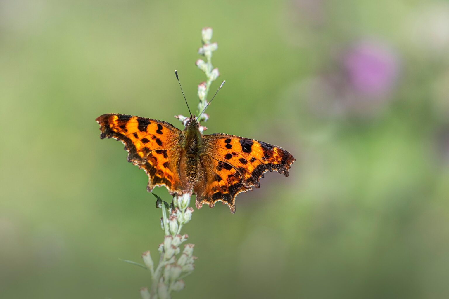 Comma butterfly (Polygonia c-album) - Macrostock