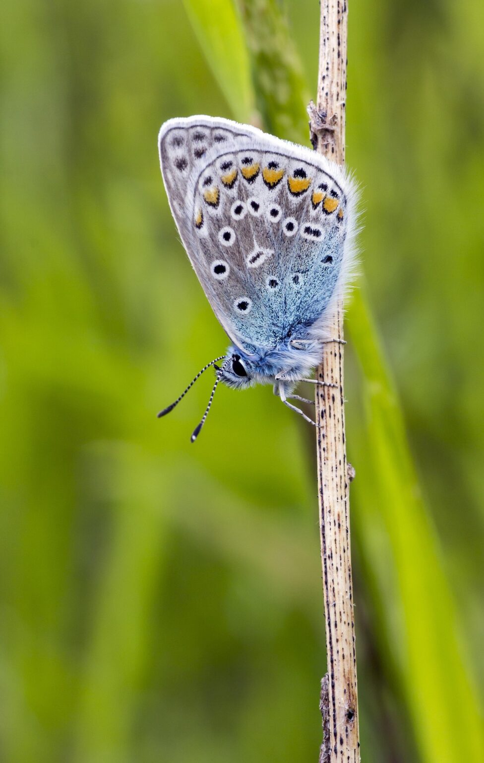 Common blue (Polyommatus icarus) - Macrostock