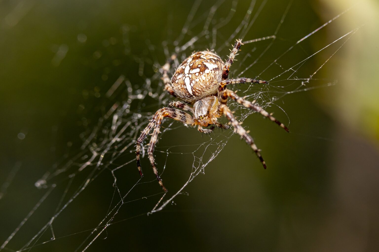 European garden spider (Araneus diadematus) - Macrostock