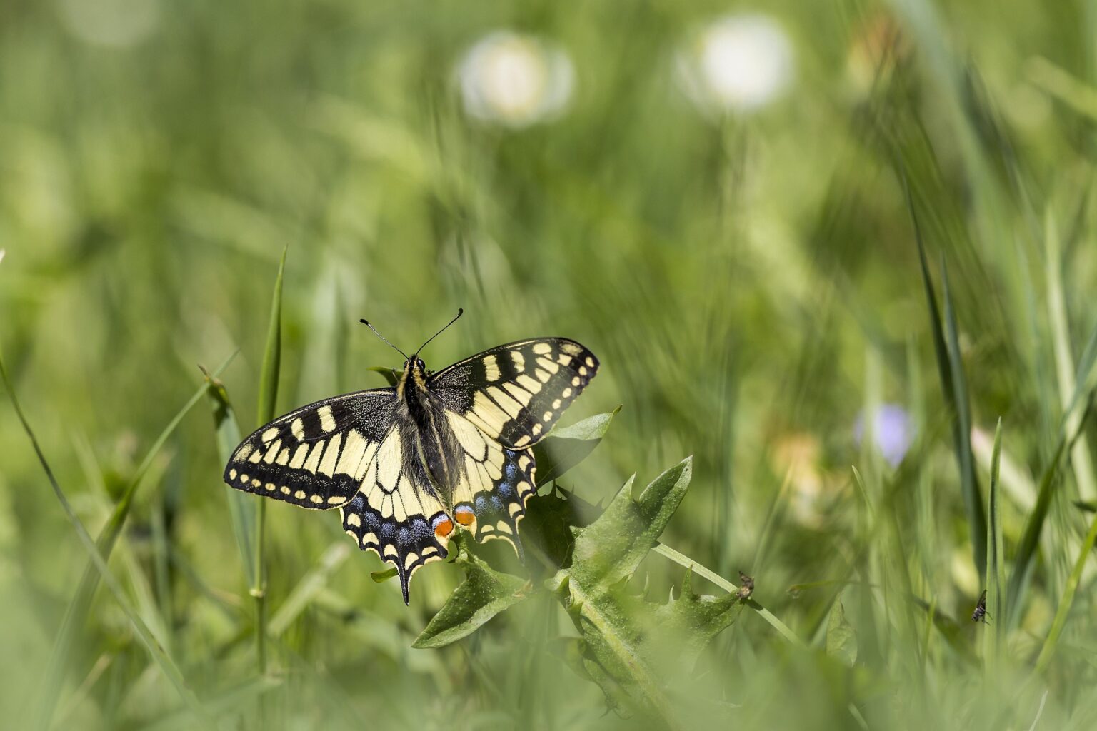 Old World Swallowtail (Papilio machaon) - Macrostock