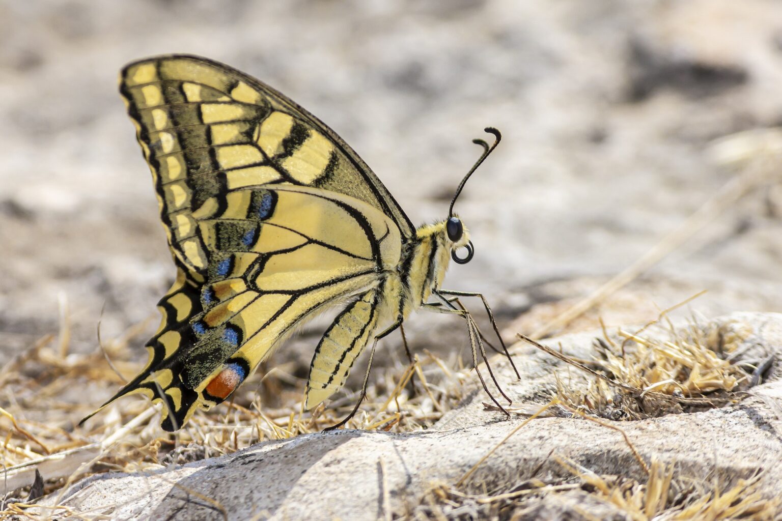 Old World Swallowtail (Papilio machaon) - Macrostock