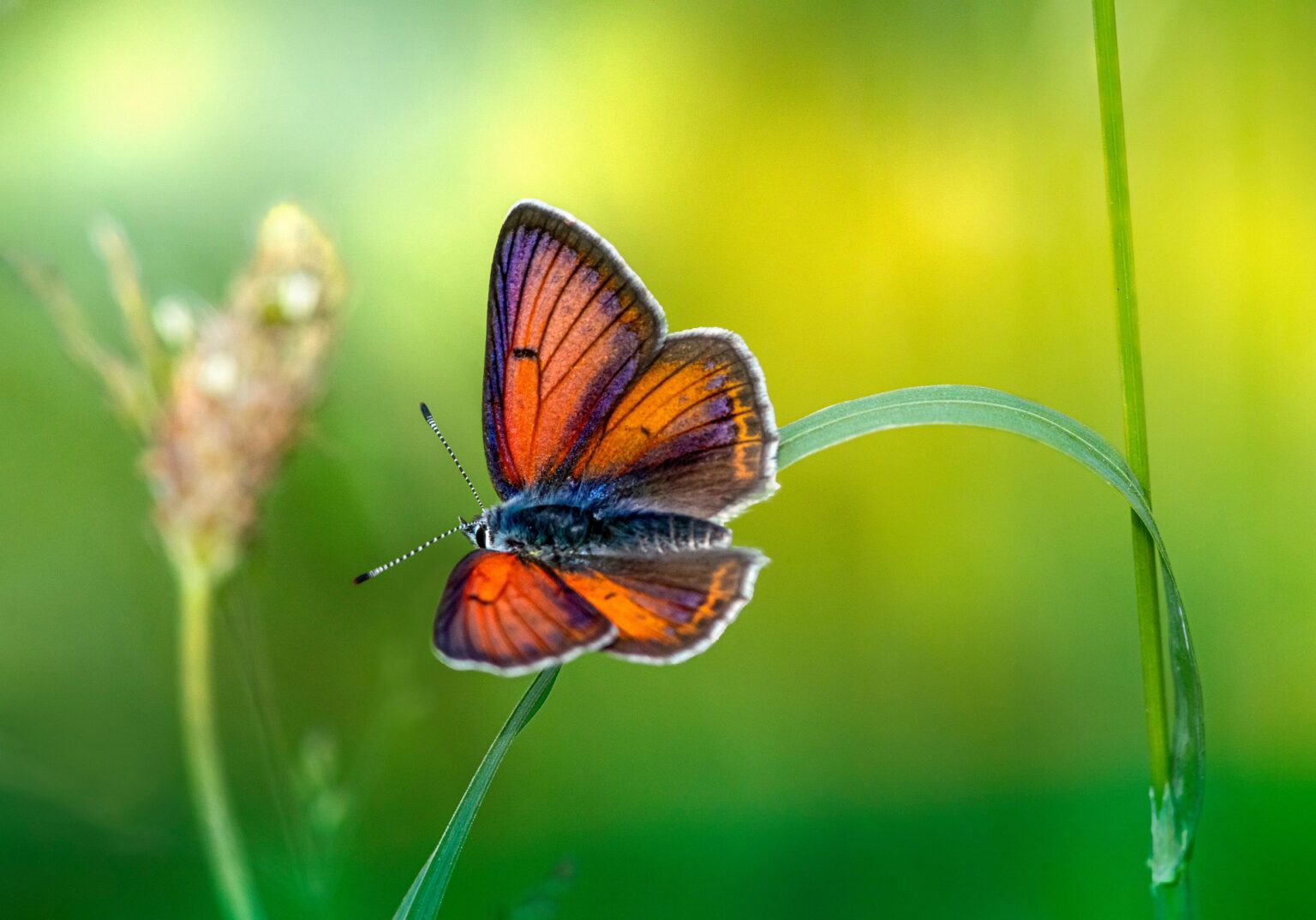 Purple-edged copper (Lycaena hippothoe) - Macrostock