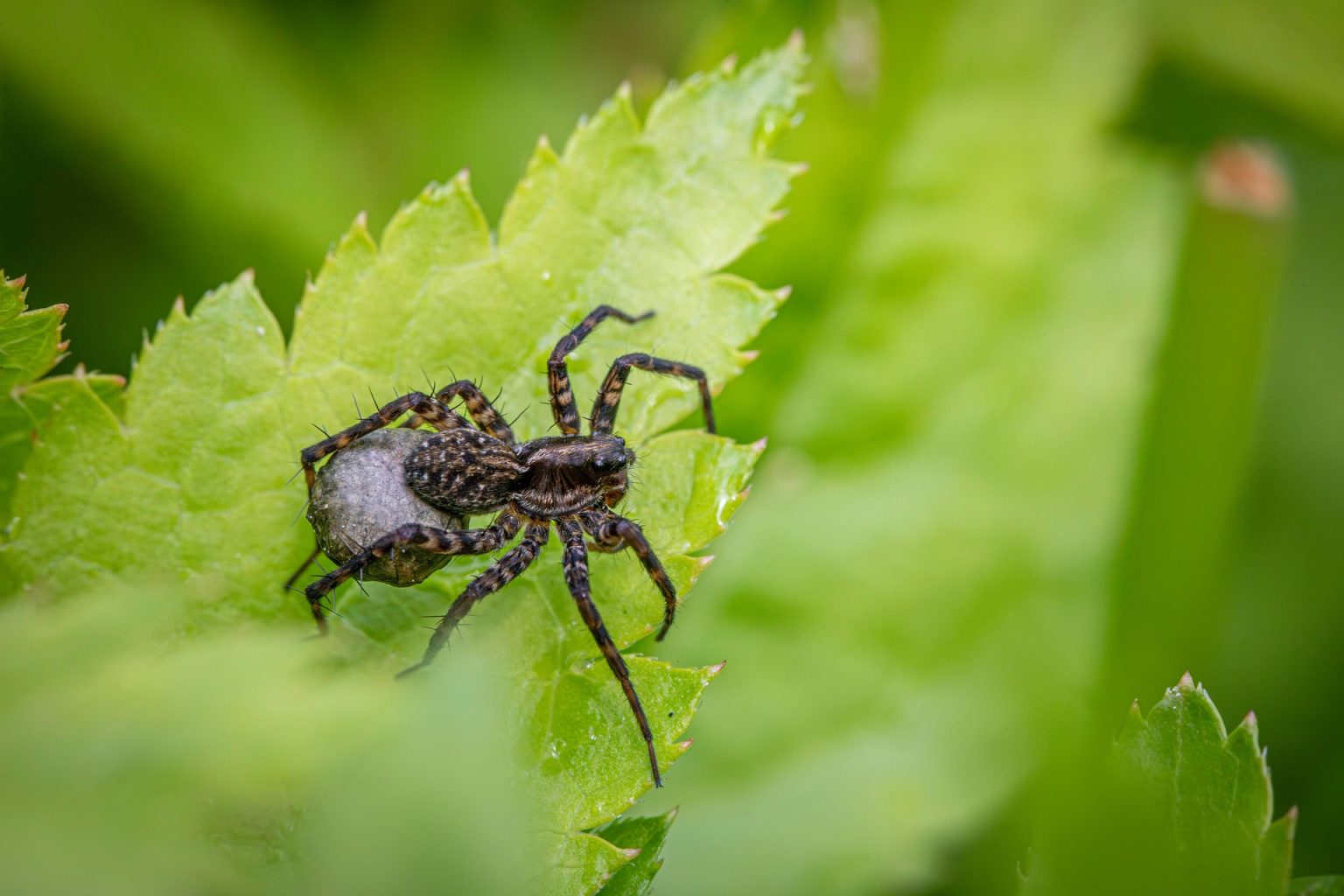 Spotted wolf spider (Pardosa amentata) - Macrostock