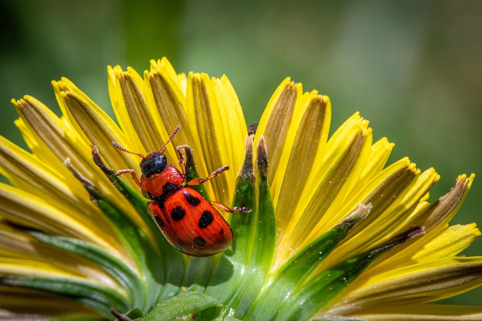 American Aspen Beetle (Gonioctena viminalis) - Macrostock