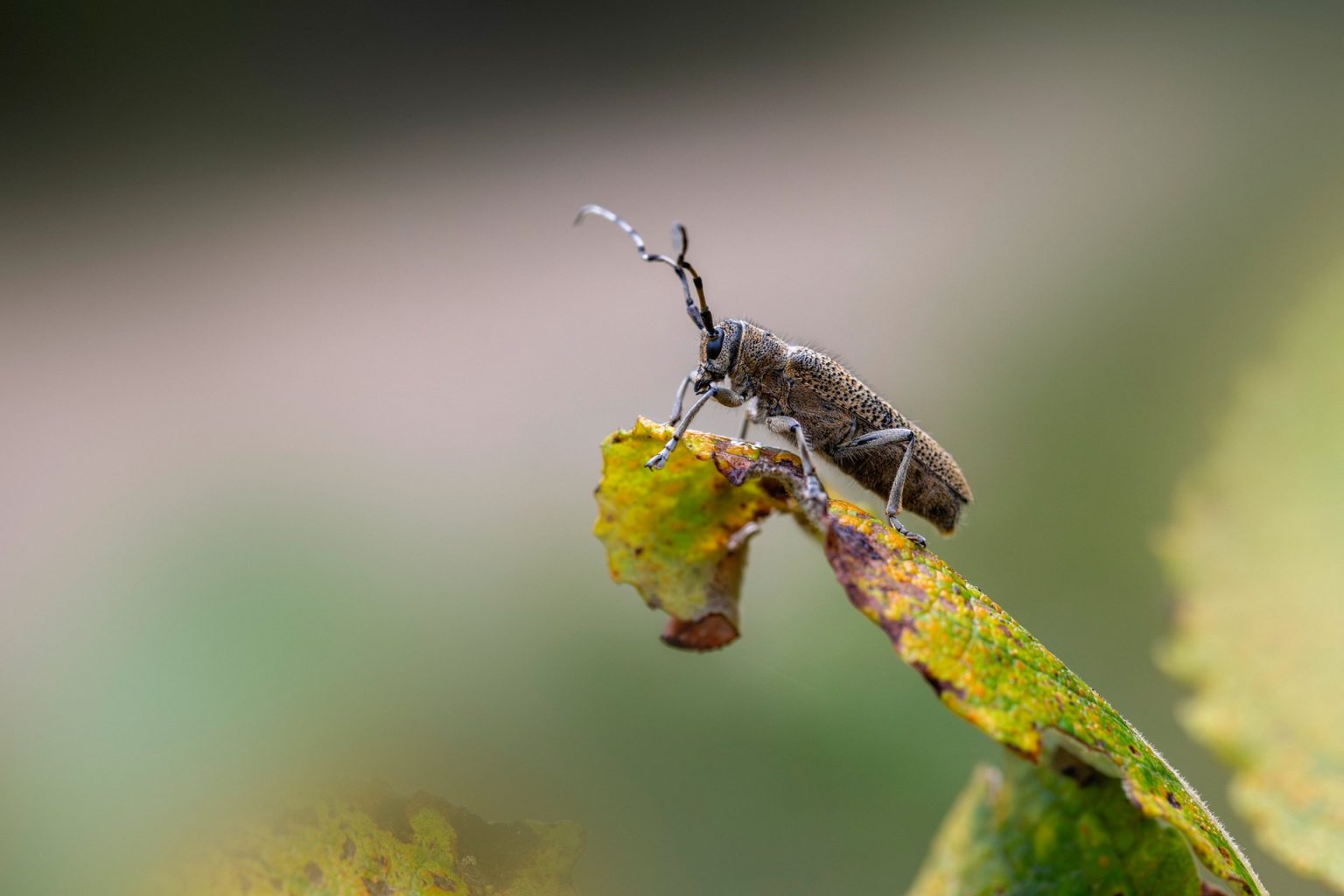 Large poplar borer, longhorn beetle (Saperda carcharias) - Macrostock