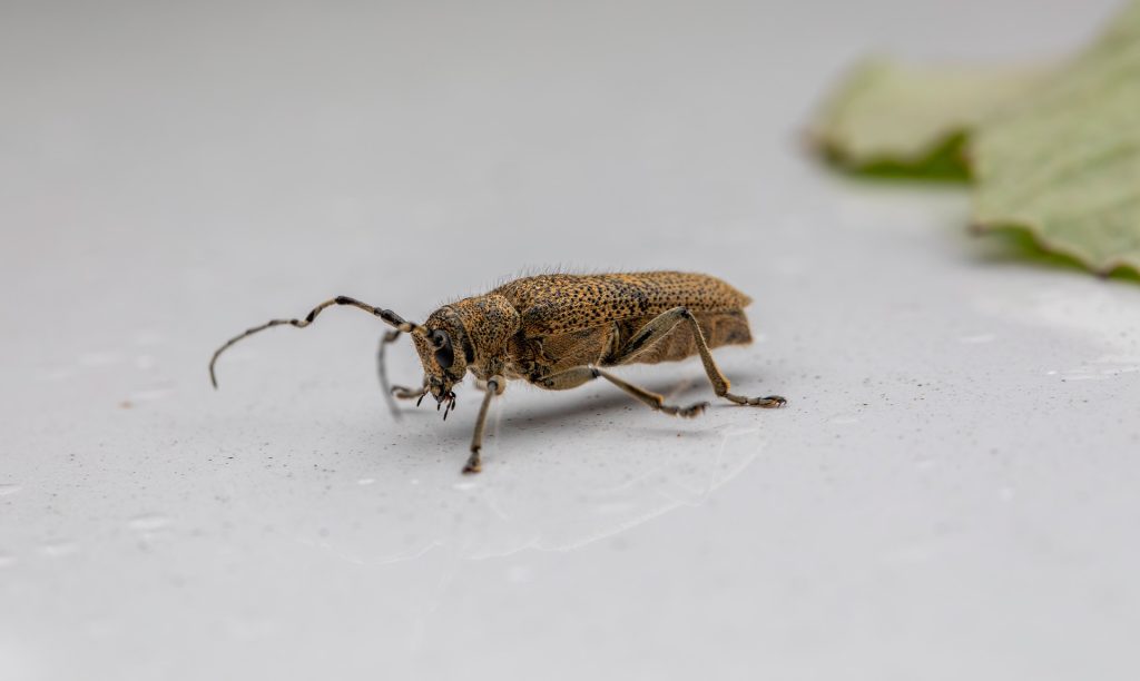 Large poplar borer, longhorn beetle (Saperda carcharias) - Macrostock
