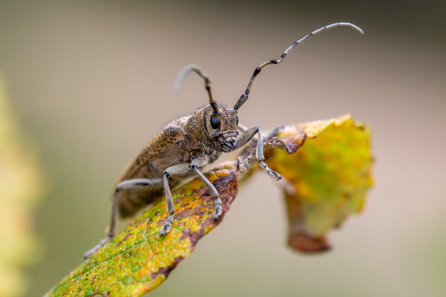 Large poplar borer, longhorn beetle (Saperda carcharias) - Macrostock