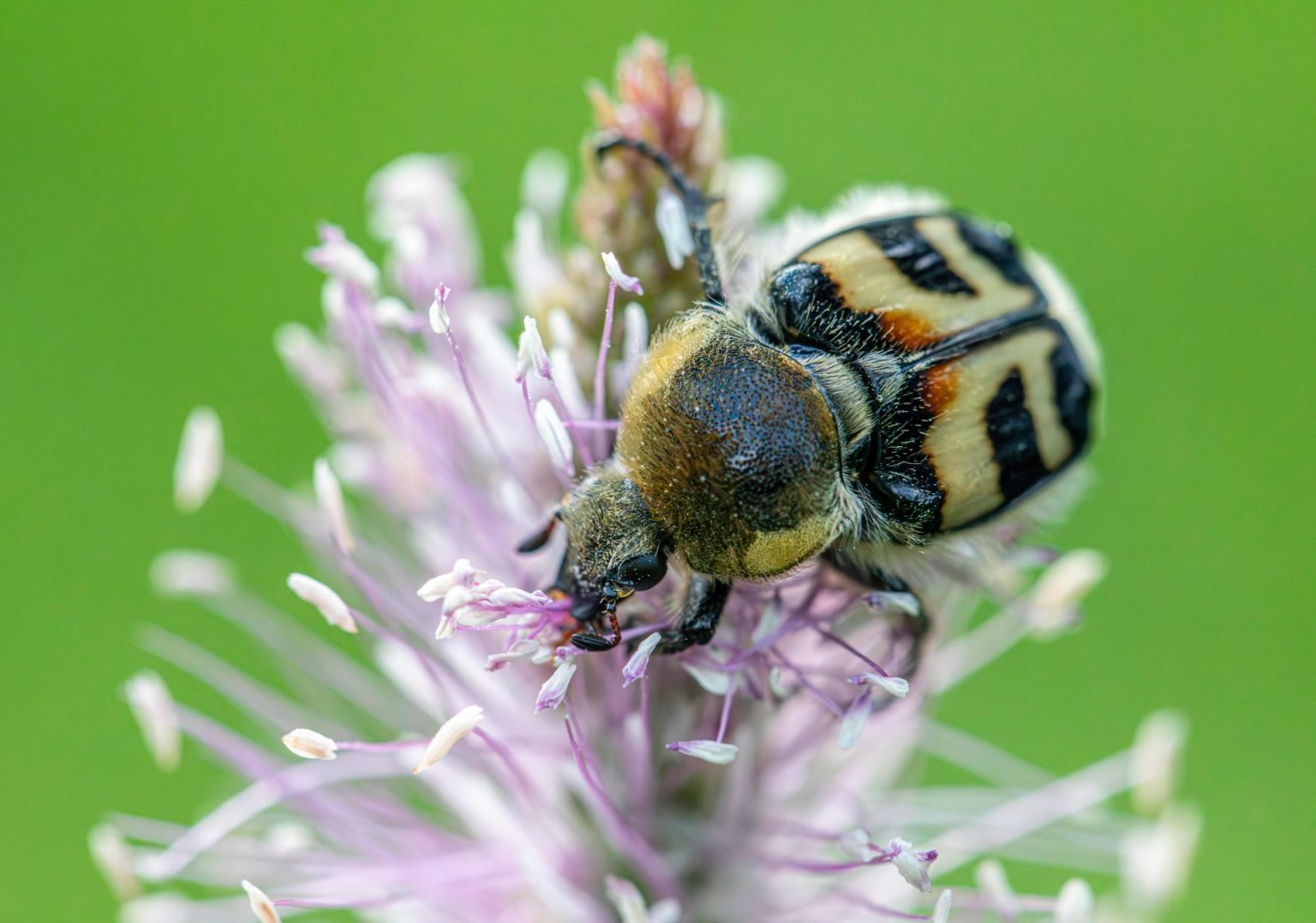Eurasian bee beetle (Trichius fasciatus) - Macrostock